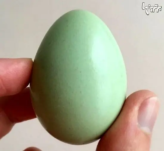 افسانه‌هایی درباره تخم مرغ که در قرن ۲۱ باید فراموش کنید